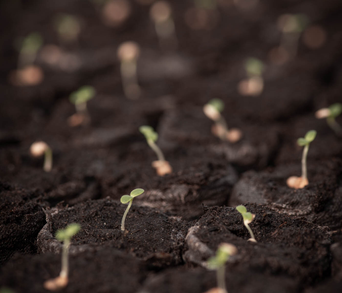 Stories of Regeneration - Photos - Régénération Canada