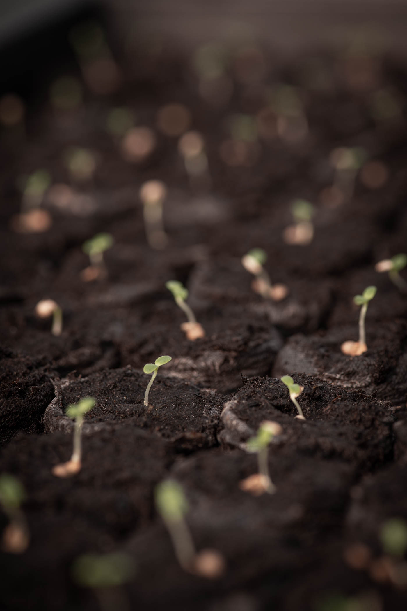 Stories of Regeneration - Photos - Régénération Canada