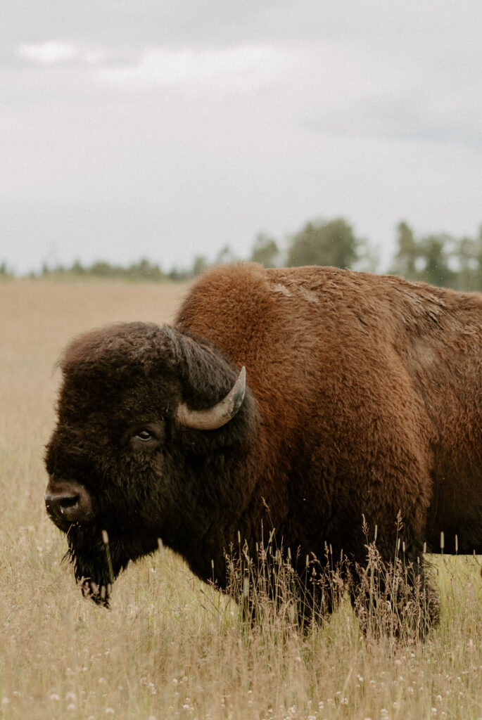 Backwoods Buffalo Ranch - Régénération Canada