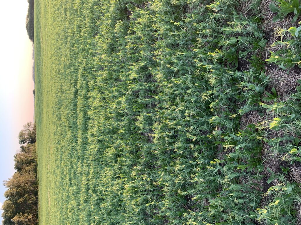 Cardale Grain Corp. - Régénération Canada