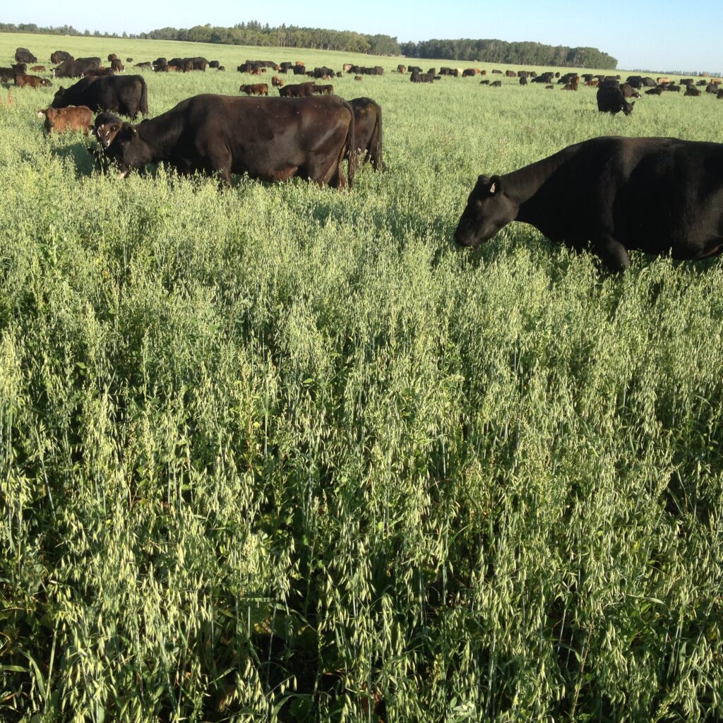 Grip-Fast Farms - Régénération Canada