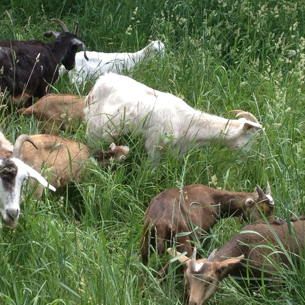 Grip-Fast Farms - Régénération Canada