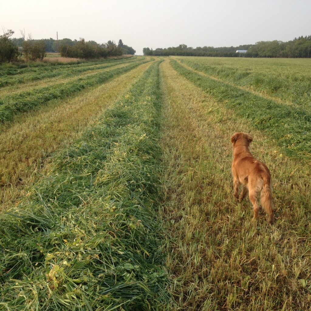 Grip-Fast Farms - Régénération Canada