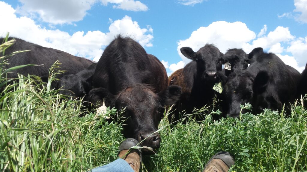 Richards Family Farm and Livestock Ltd. - Régénération Canada