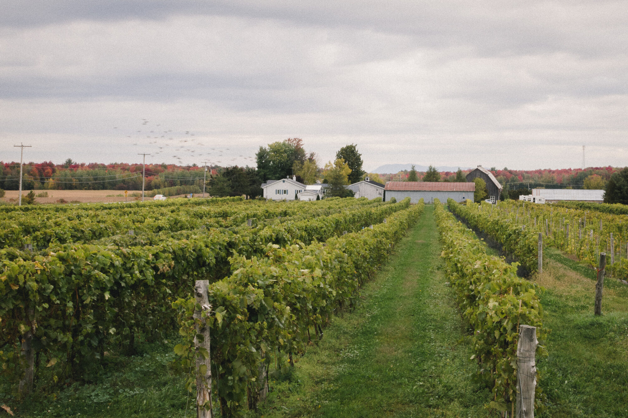 Vignoble de la Bauge - Régénération Canada